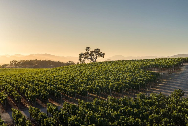 Cyd Greer Presents The Meteor Vineyard Estate In Napa - Haute Residence ...