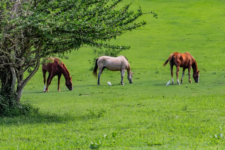 Amy Land-de Wilde Presents A Luxury Ranch in the Caribbean - Haute ...